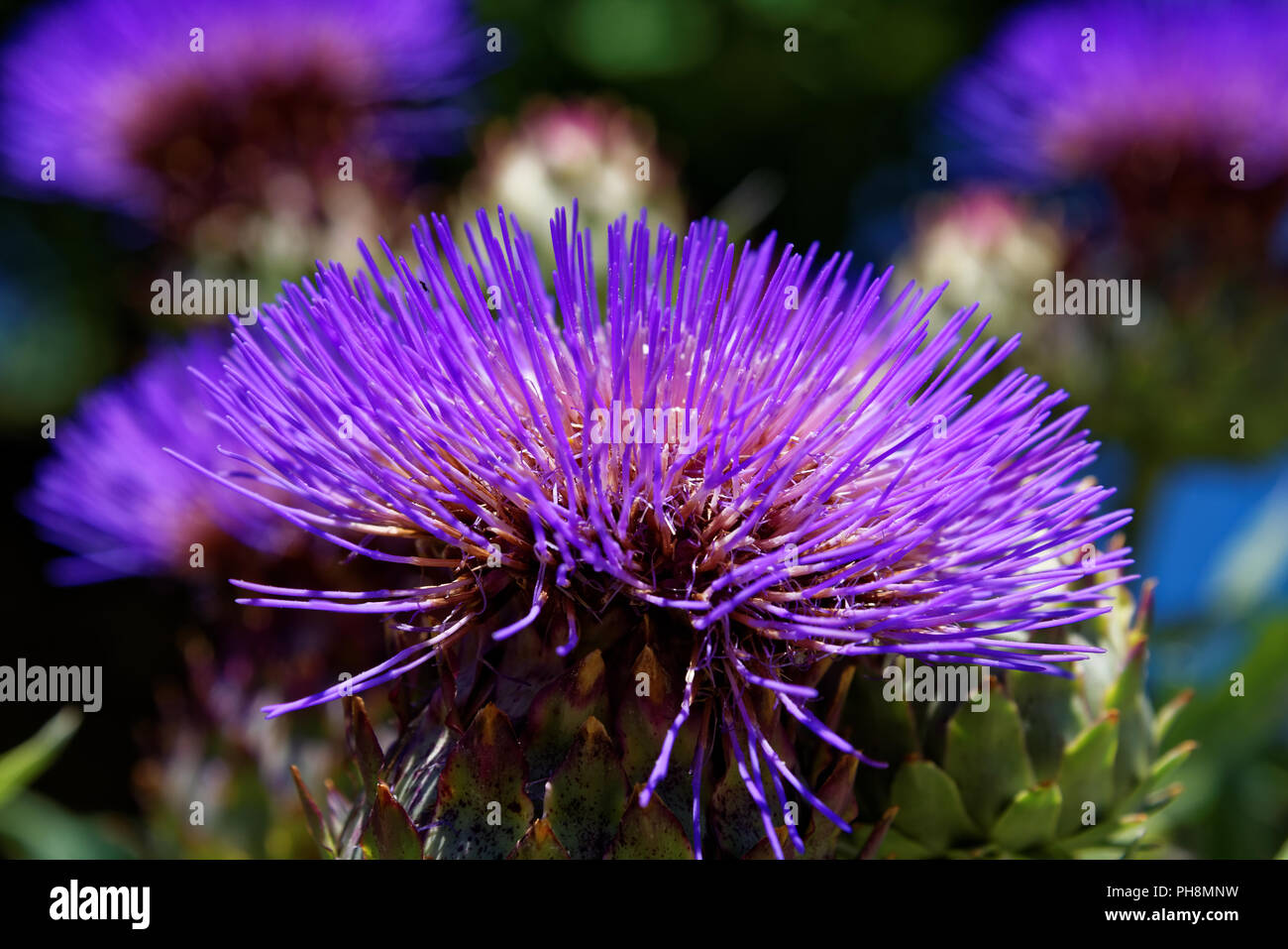 Echinops exaltatus, the Russian globe thistle or tall globethistle ...
