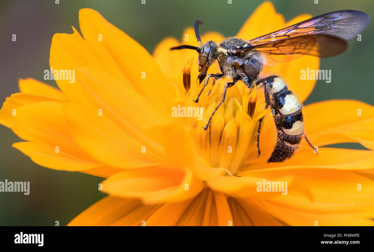 India flower pollination hi-res stock photography and images - Alamy