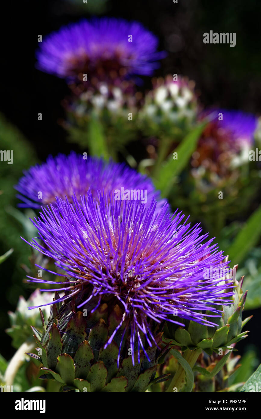 Echinops exaltatus, the Russian globe thistle or tall globethistle ...