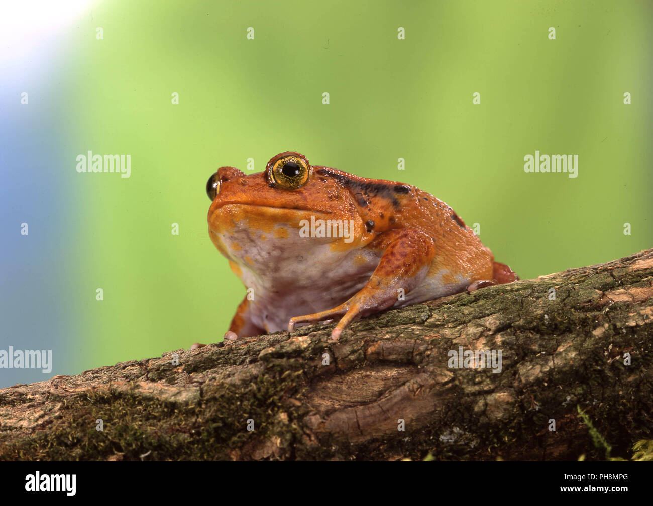 Madagascar tomato frog Stock Photo - Alamy