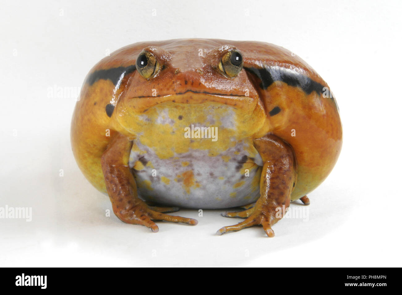 Madagascar tomato frog Stock Photo - Alamy