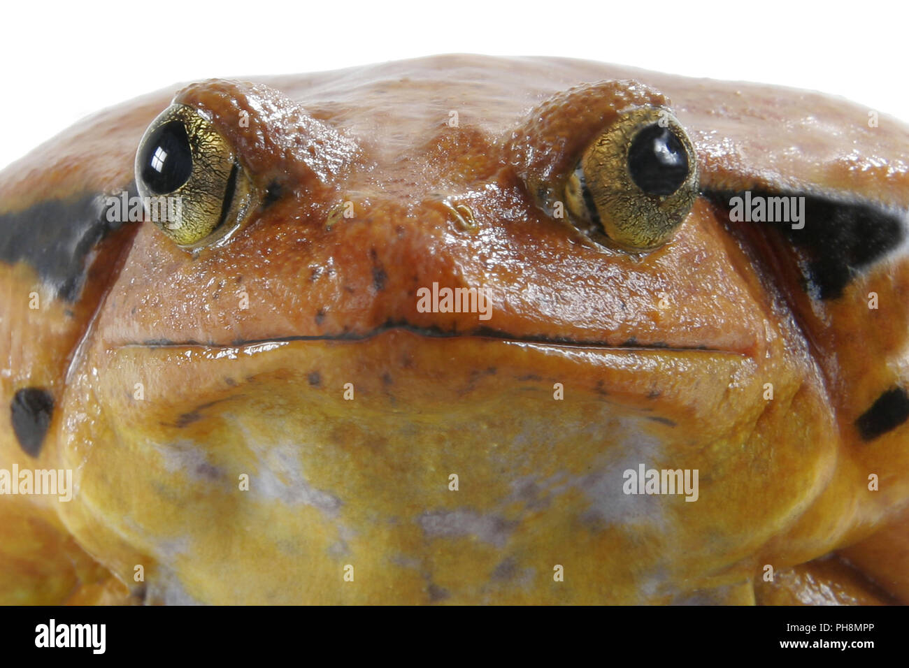 Madagascar tomato frog Stock Photo - Alamy