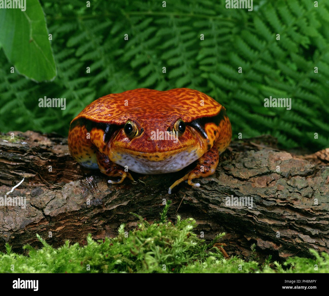 Madagascar tomato frog Stock Photo - Alamy