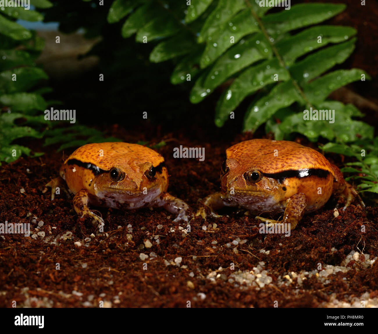 Madagascar tomato frog Stock Photo - Alamy