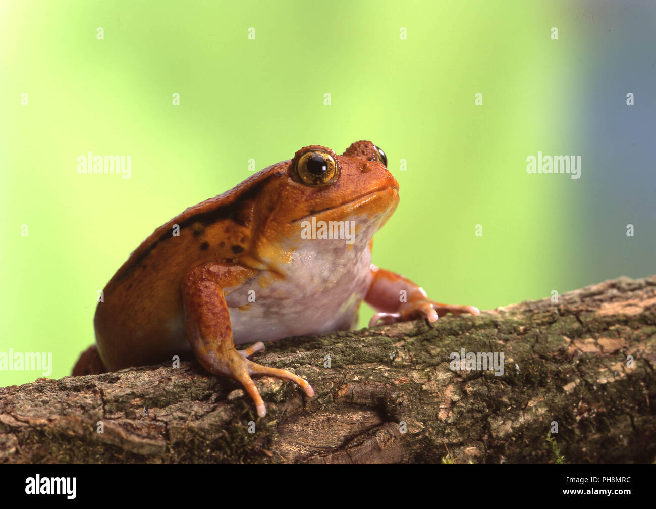 Madagascar tomato frog Stock Photo - Alamy