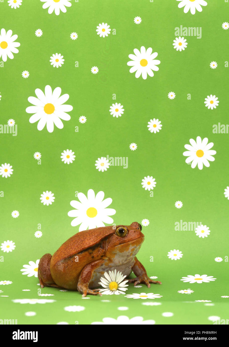 Madagascar tomato frog Stock Photo - Alamy