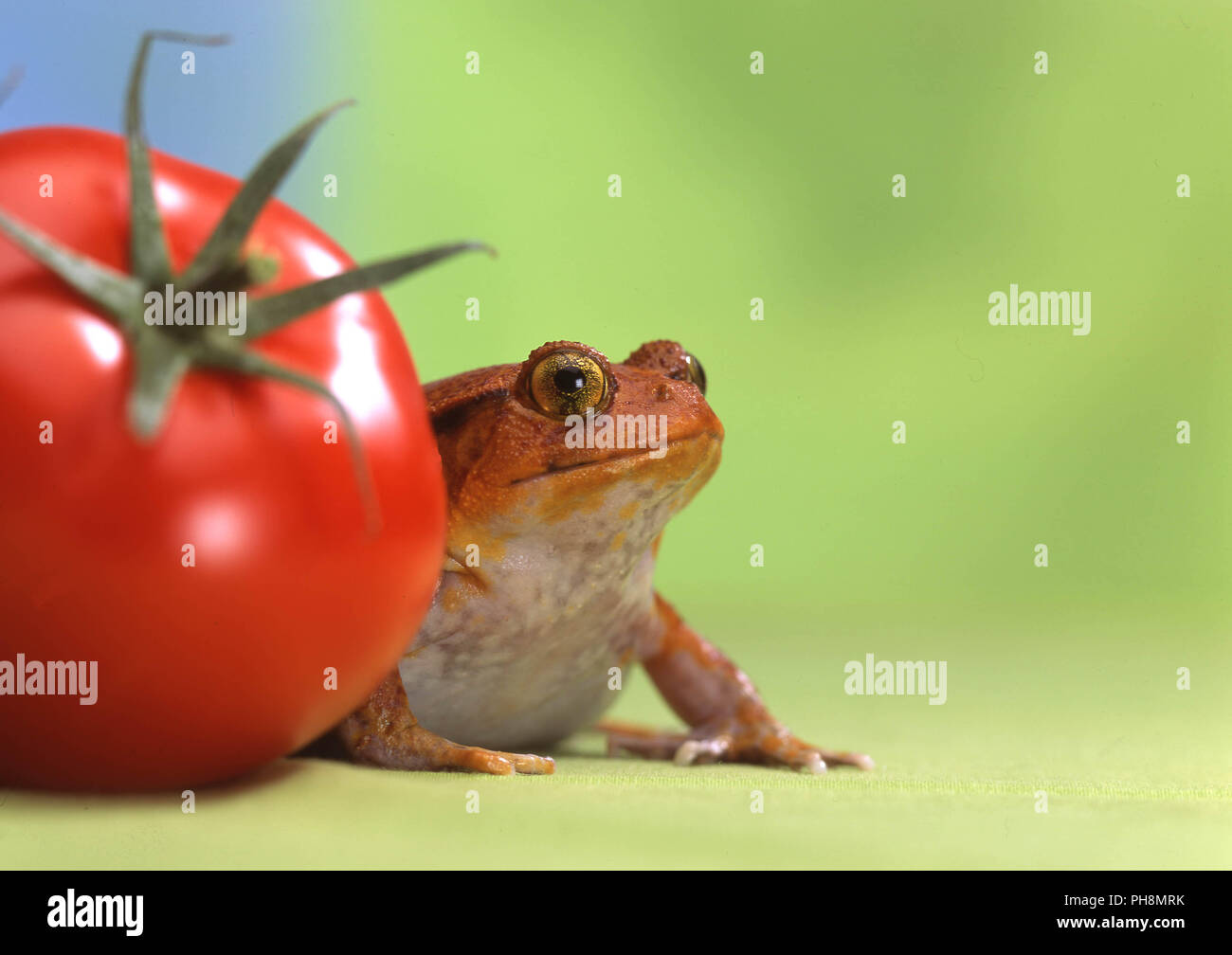 Madagascar tomato frog Stock Photo - Alamy