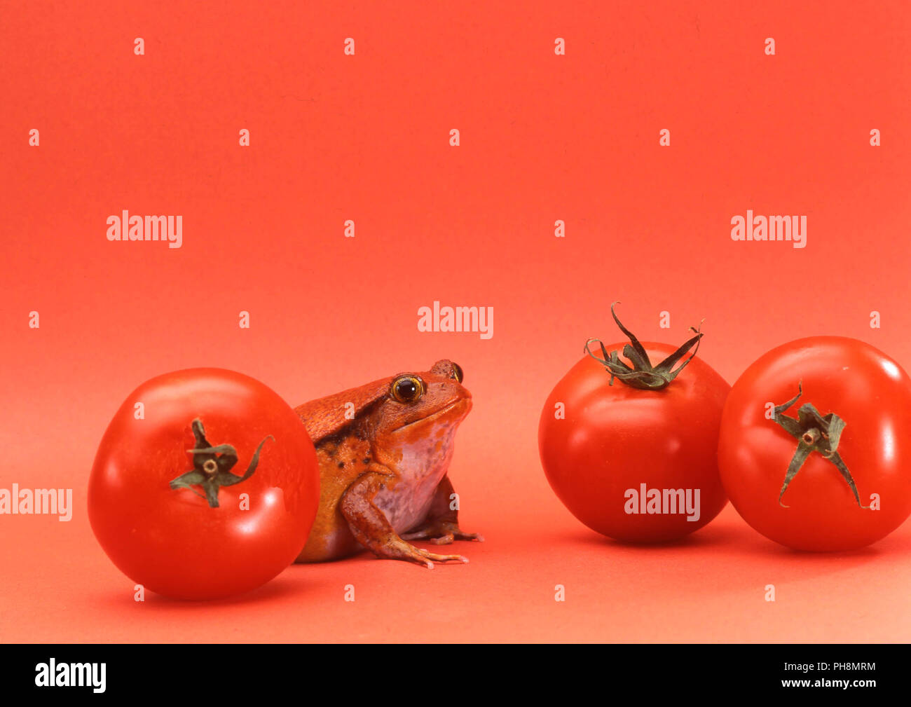 Madagascar tomato frog Stock Photo - Alamy