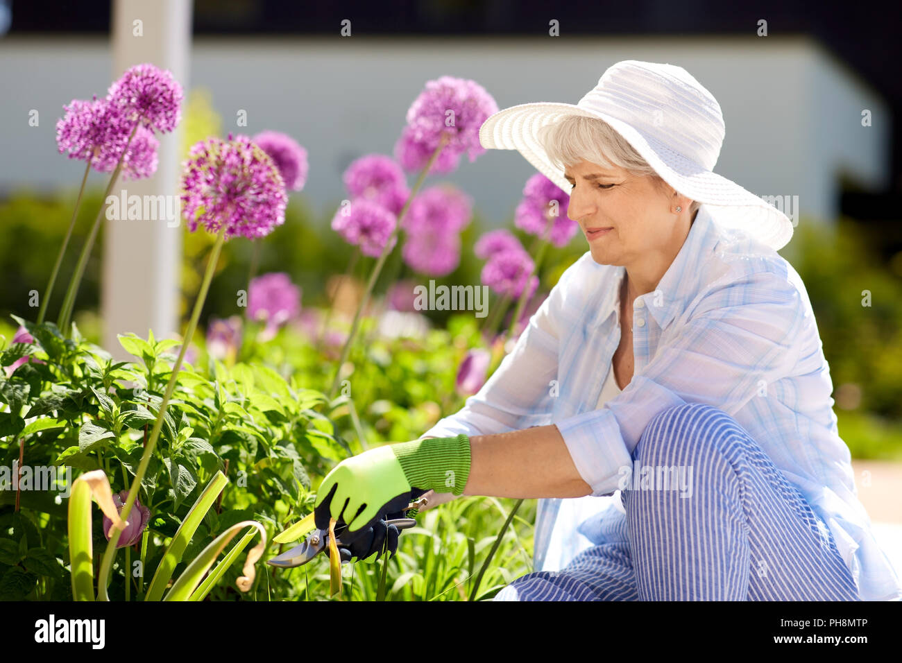 senior woman with garden pruner and allium flowers Stock Photo - Alamy