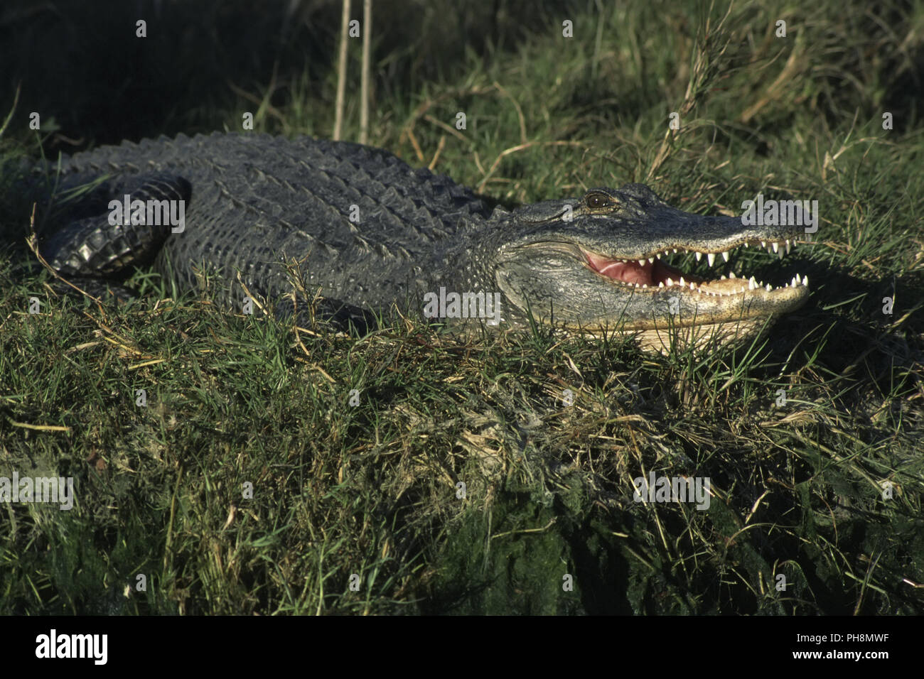 Mississippi Alligator Stock Photos & Mississippi Alligator Stock Images ...