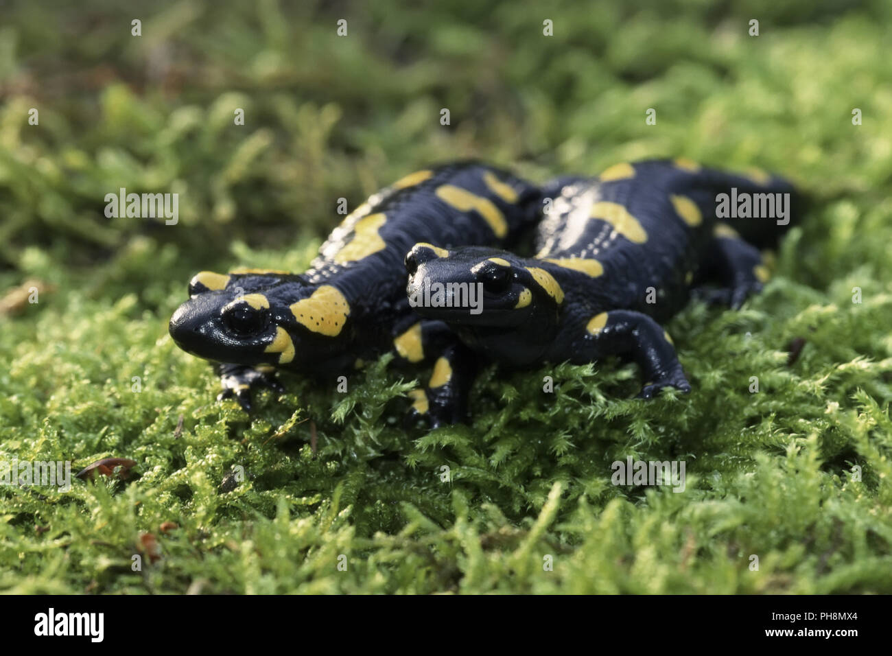 Fire salamander salamandra animals hi-res stock photography and images ...