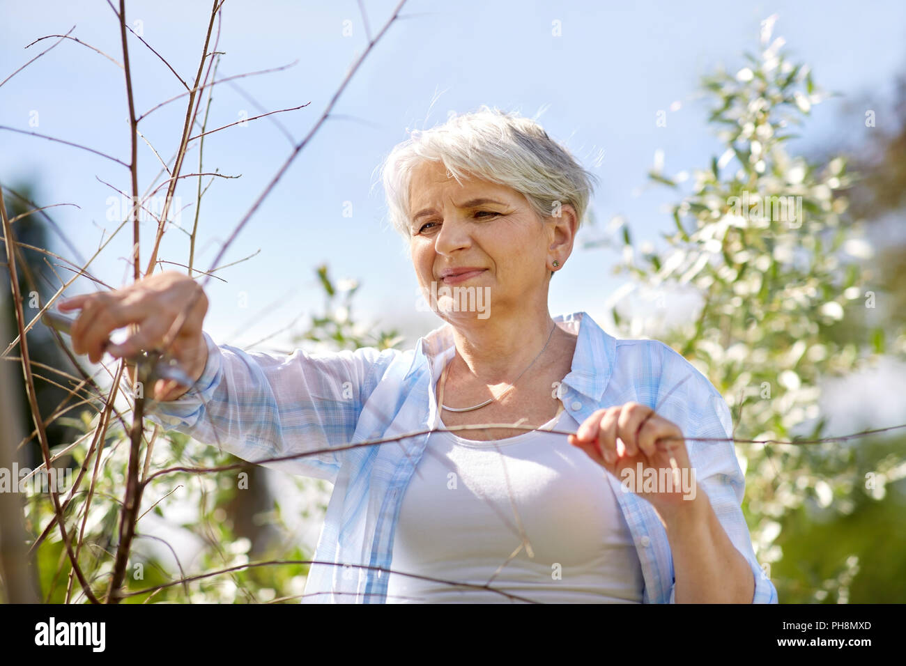 Woman pruning tree garden hi-res stock photography and images - Alamy
