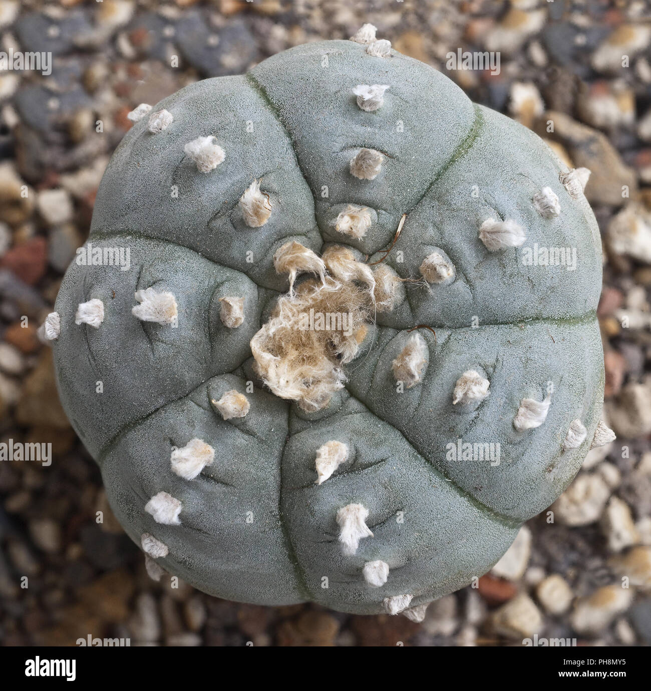 Mexican cactus - Peyotl - Lophophora williamsii Stock Photo - Alamy