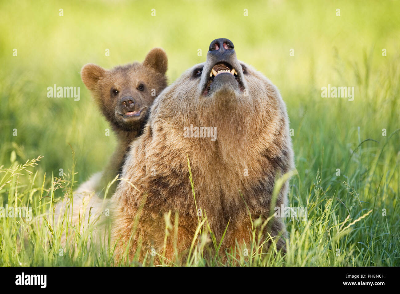young Brown Bear, bavaria, germany Stock Photo - Alamy