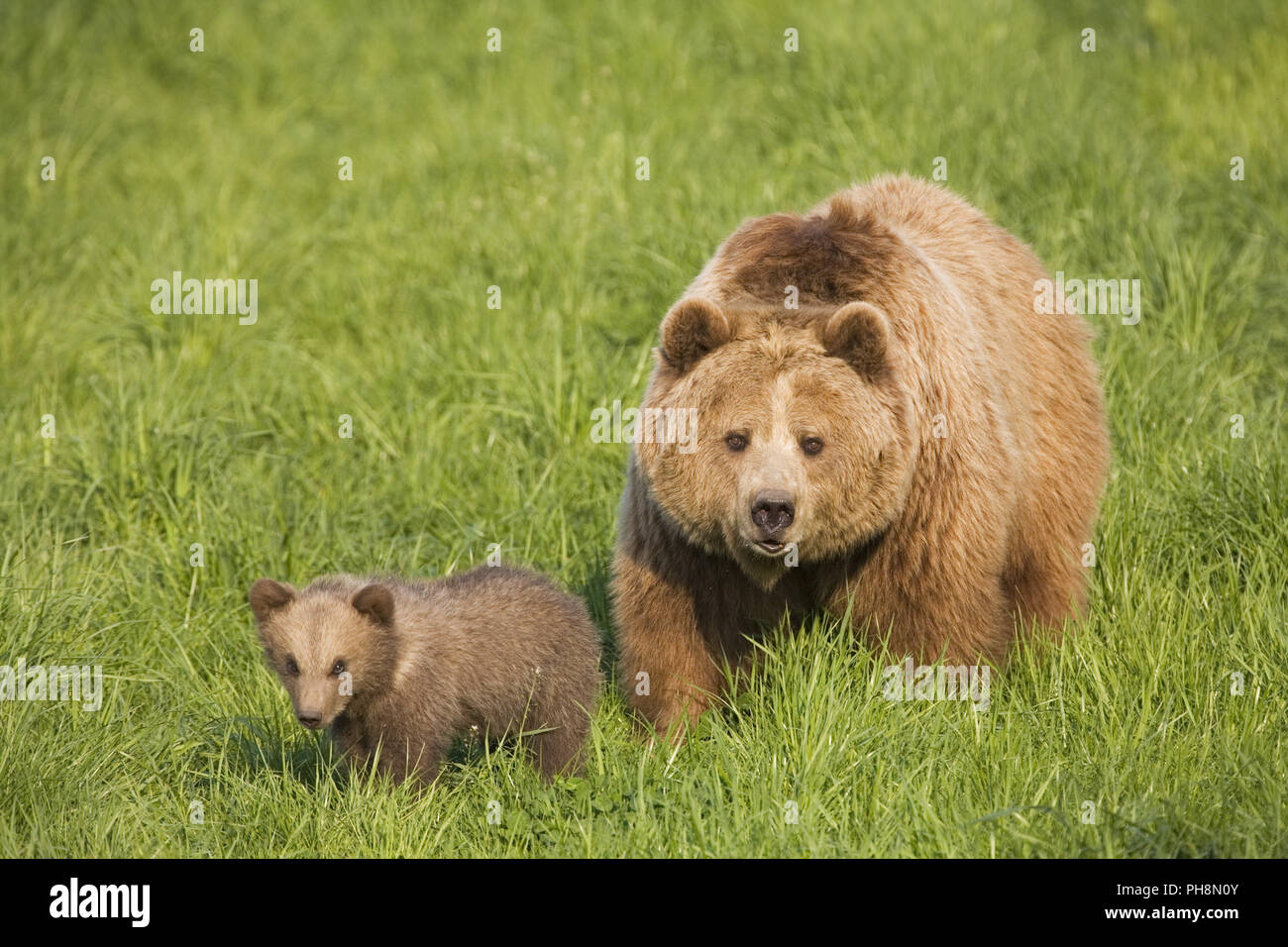 young Brown Bear, bavaria, germany Stock Photo - Alamy