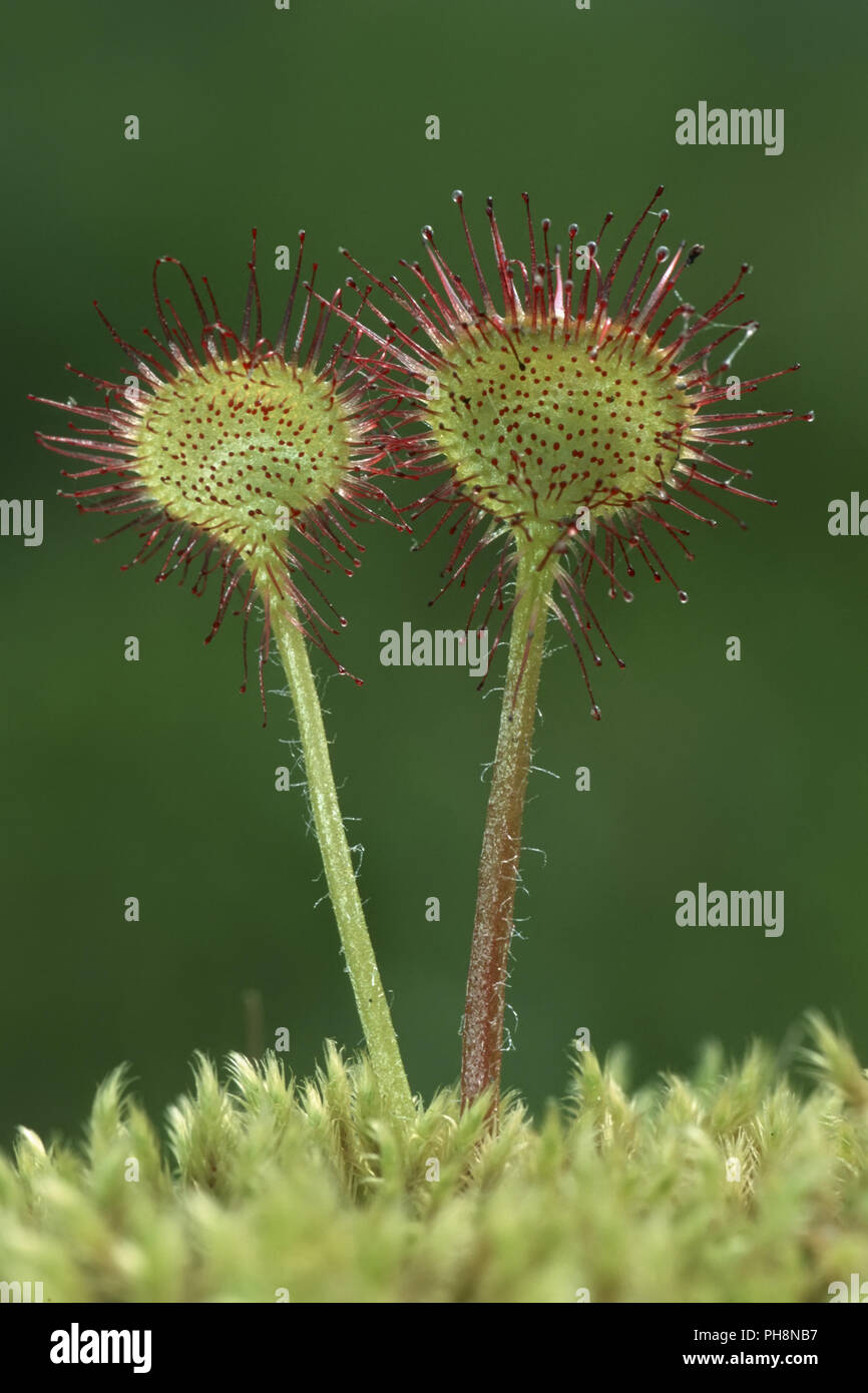 round-leaved sundew, Rundblaettriger Sonnentau, Drosera rotundifolia ...