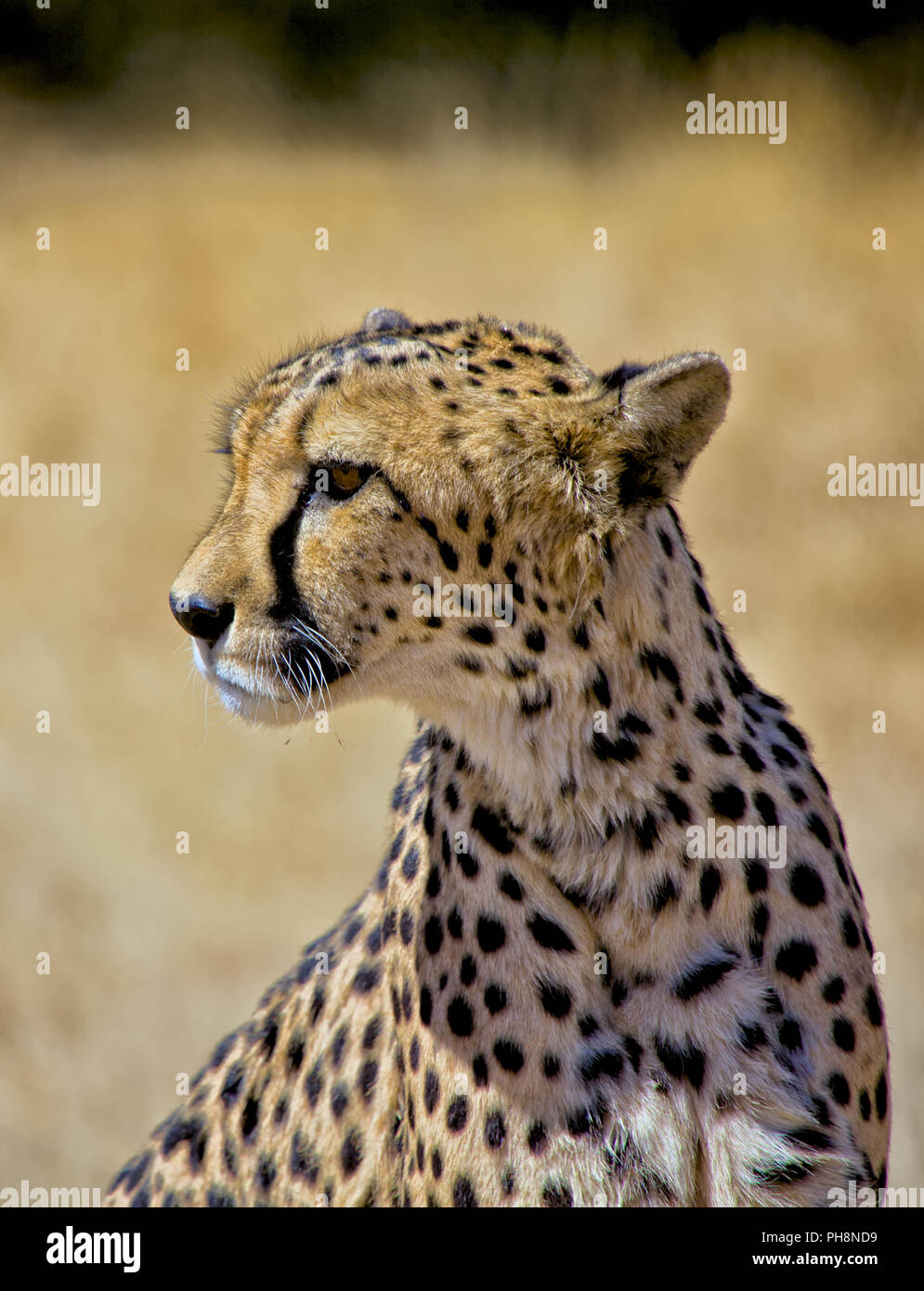 Cheetah in namibia hi-res stock photography and images - Alamy