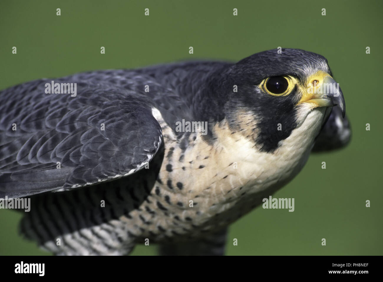 Wanderfalke, Peregrine Falcon (Falco peregrinus Stock Photo - Alamy