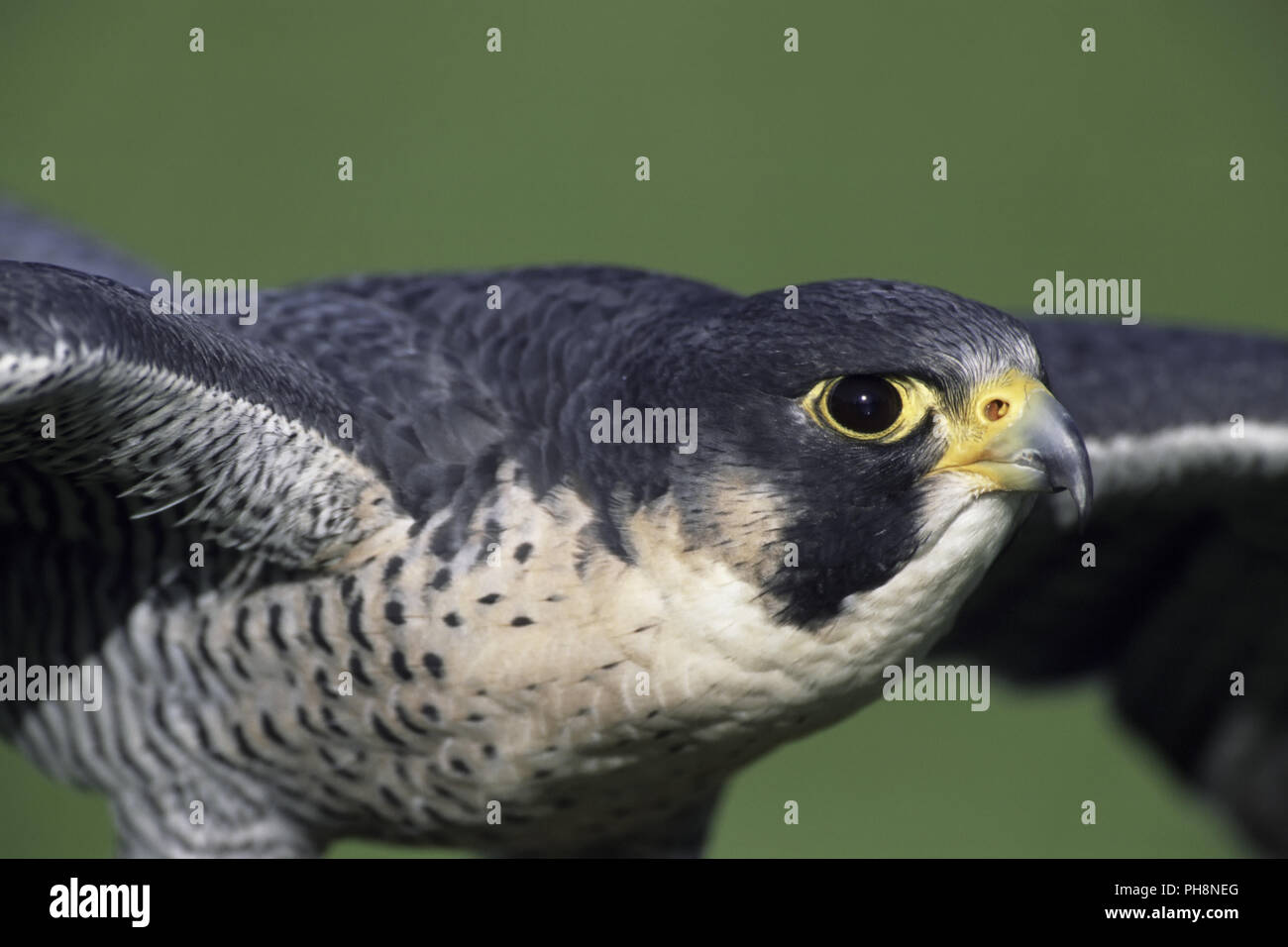 Falco peregrinus europe hi-res stock photography and images - Alamy