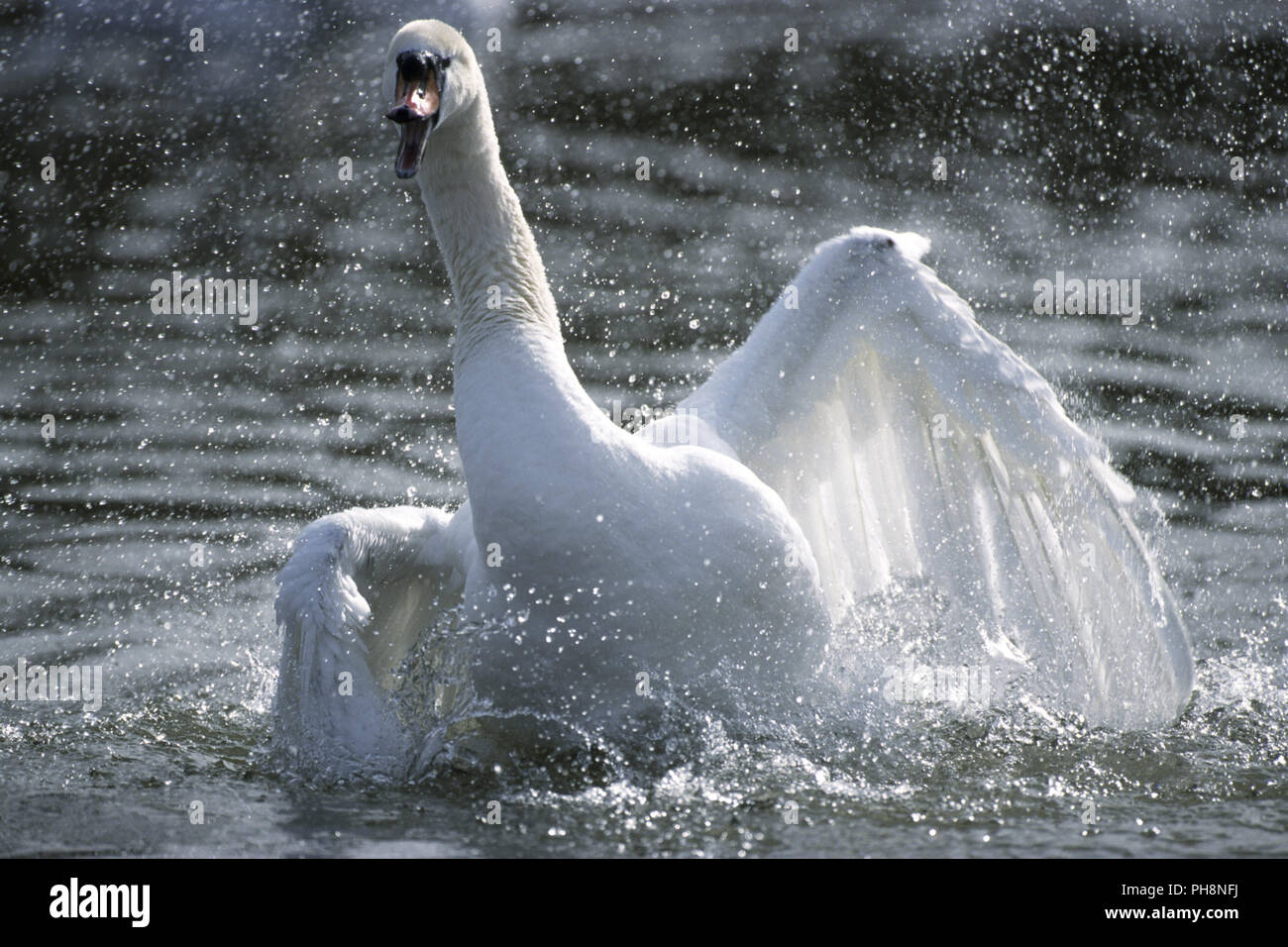 Badender Hoeckerschwan, Mute Swan taking a bath Stock Photo - Alamy