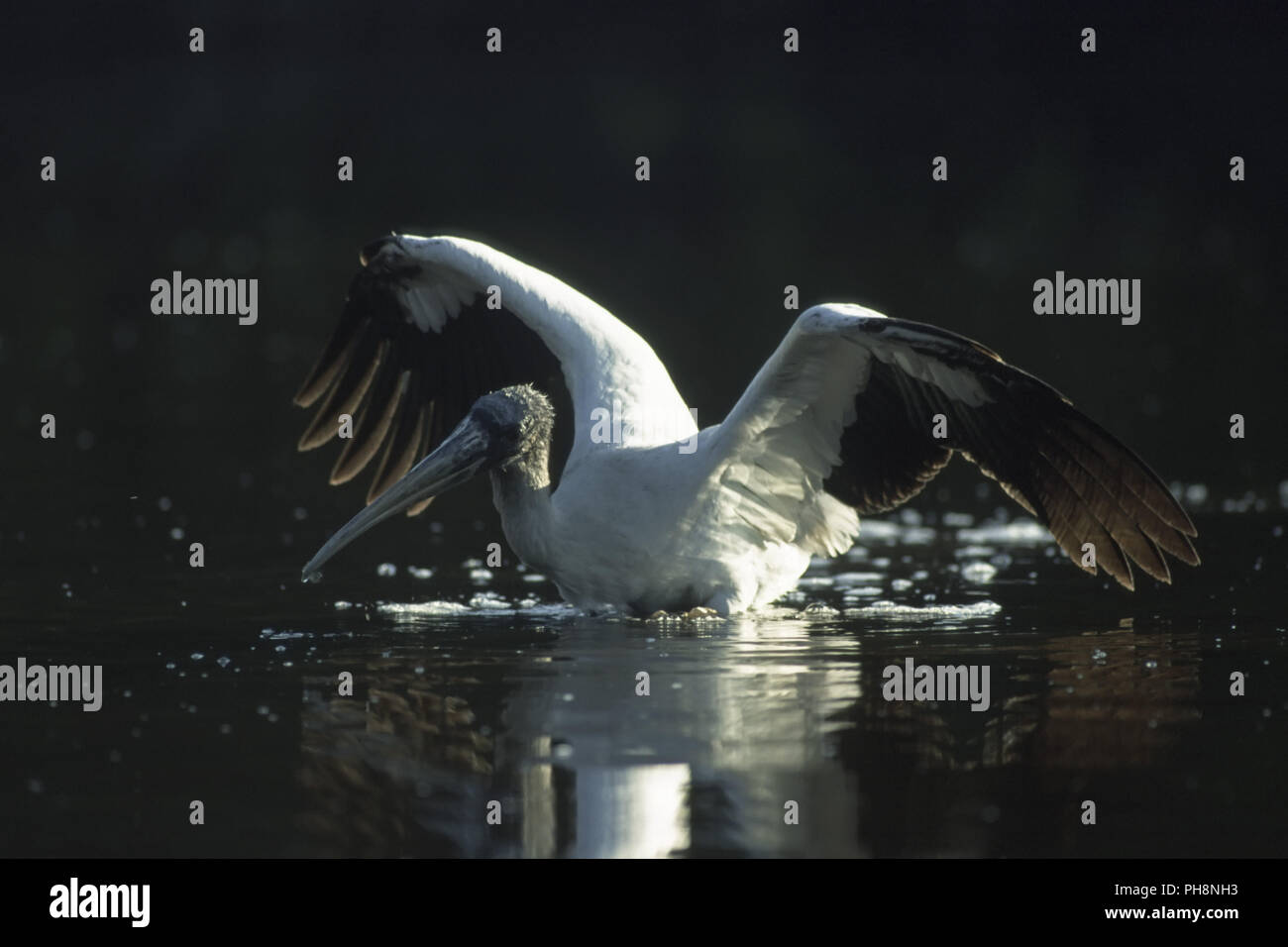 Waldstorch spaeht nach Beute, Wood Stork peering for prey Stock Photo ...