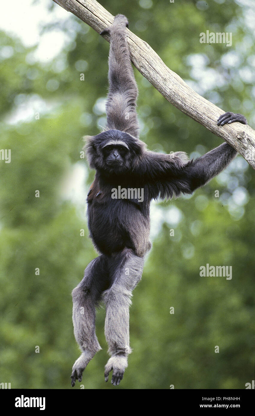 Muellers bornean gibbon hi-res stock photography and images - Alamy