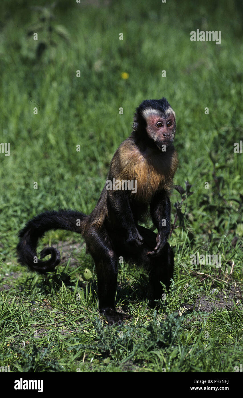 Brown capuchin monkeys hi-res stock photography and images - Alamy