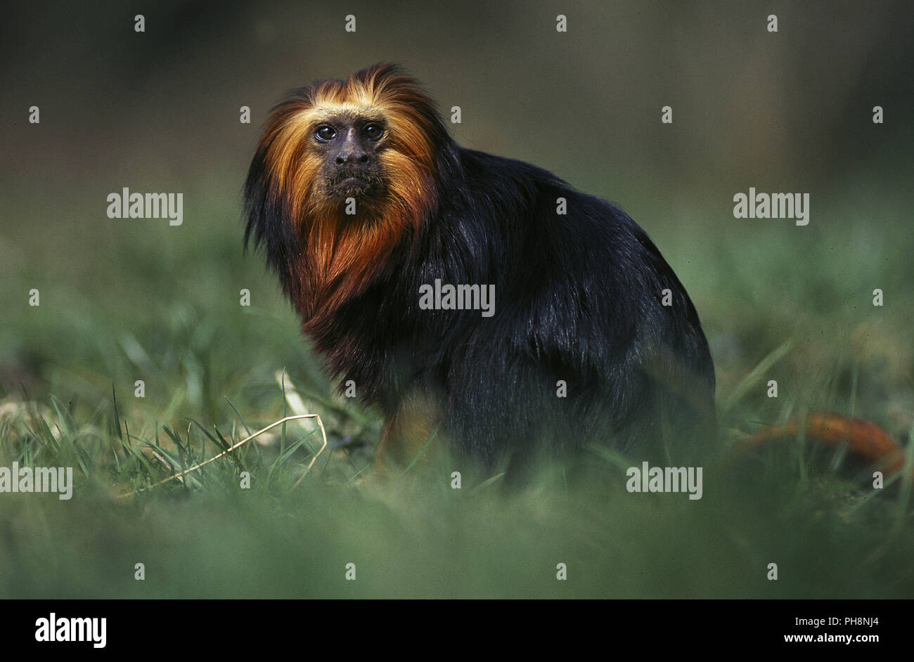 Tamarin leontopithecus chrysomelas hi-res stock photography and images ...