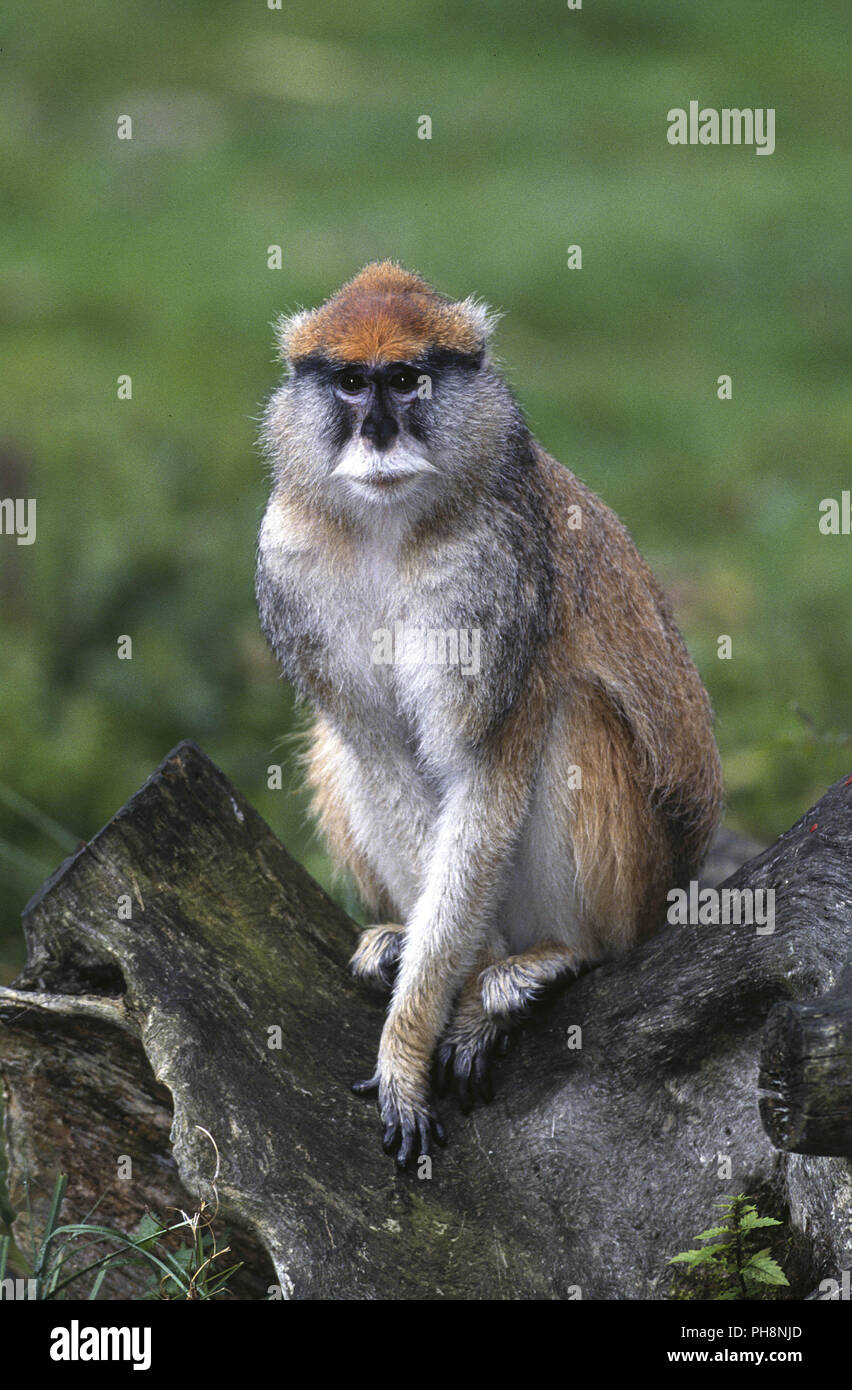 Singe patas hi-res stock photography and images - Alamy