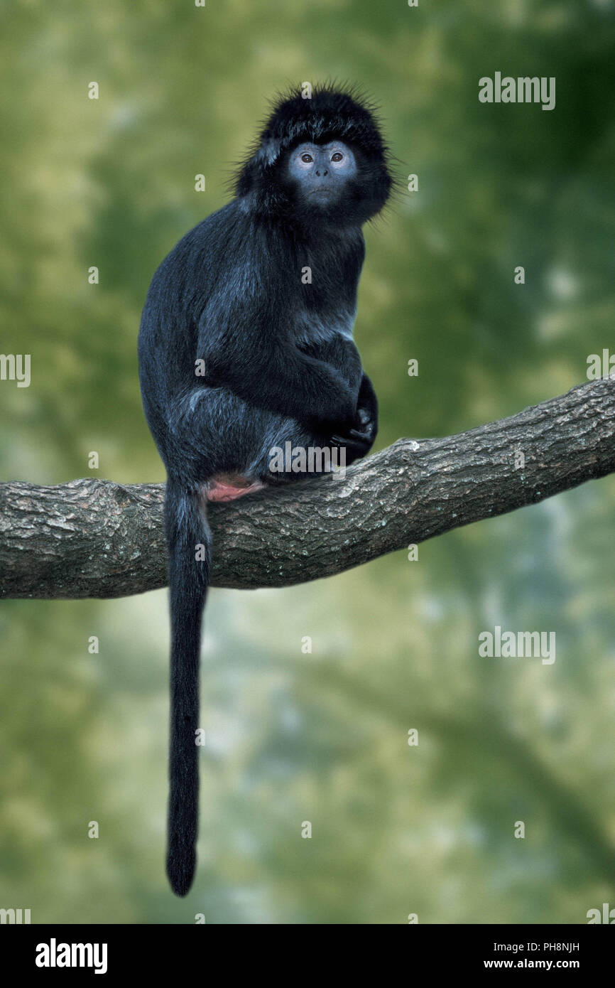 Trachypithecus High Resolution Stock Photography and Images - Alamy