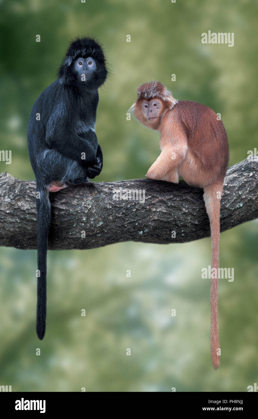 Trachypithecus Auratus Auratus High Resolution Stock Photography and ...