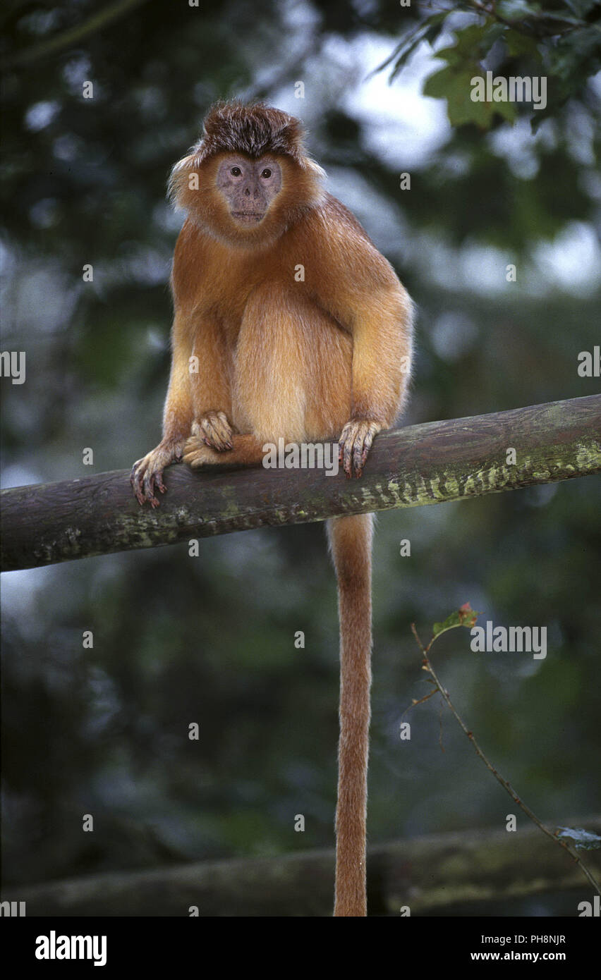 Trachypithecus High Resolution Stock Photography and Images - Alamy