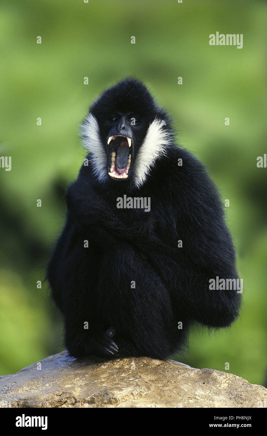 weisswangengibbon, hylobates concolor leucogenys, white-cheeked gibbon ...