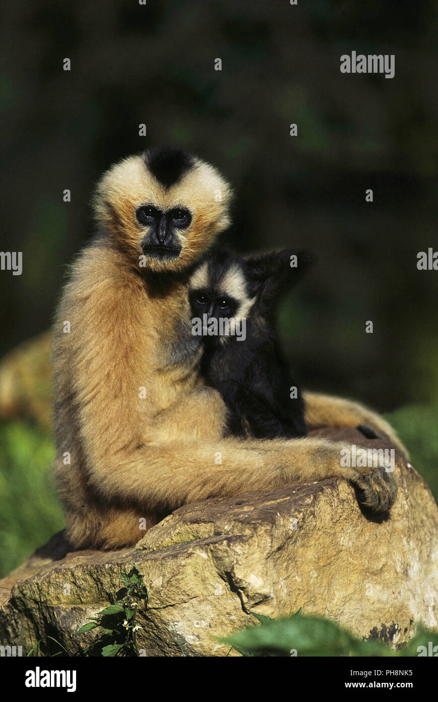 Concolor gibbon or white cheeked gibbon hylobates concolor hi-res stock ...
