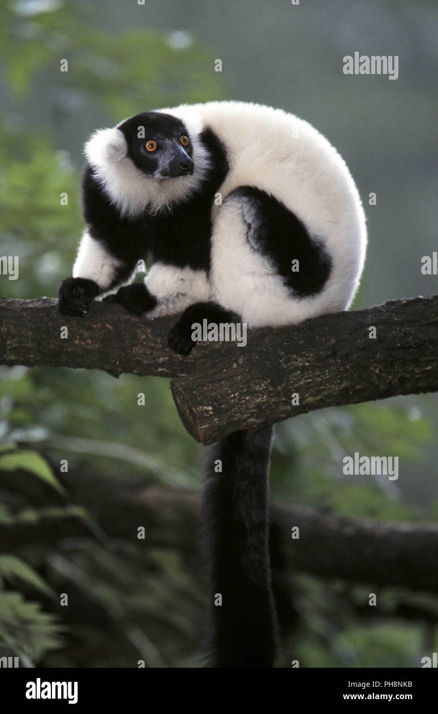 Varis a hi-res stock photography and images - Alamy