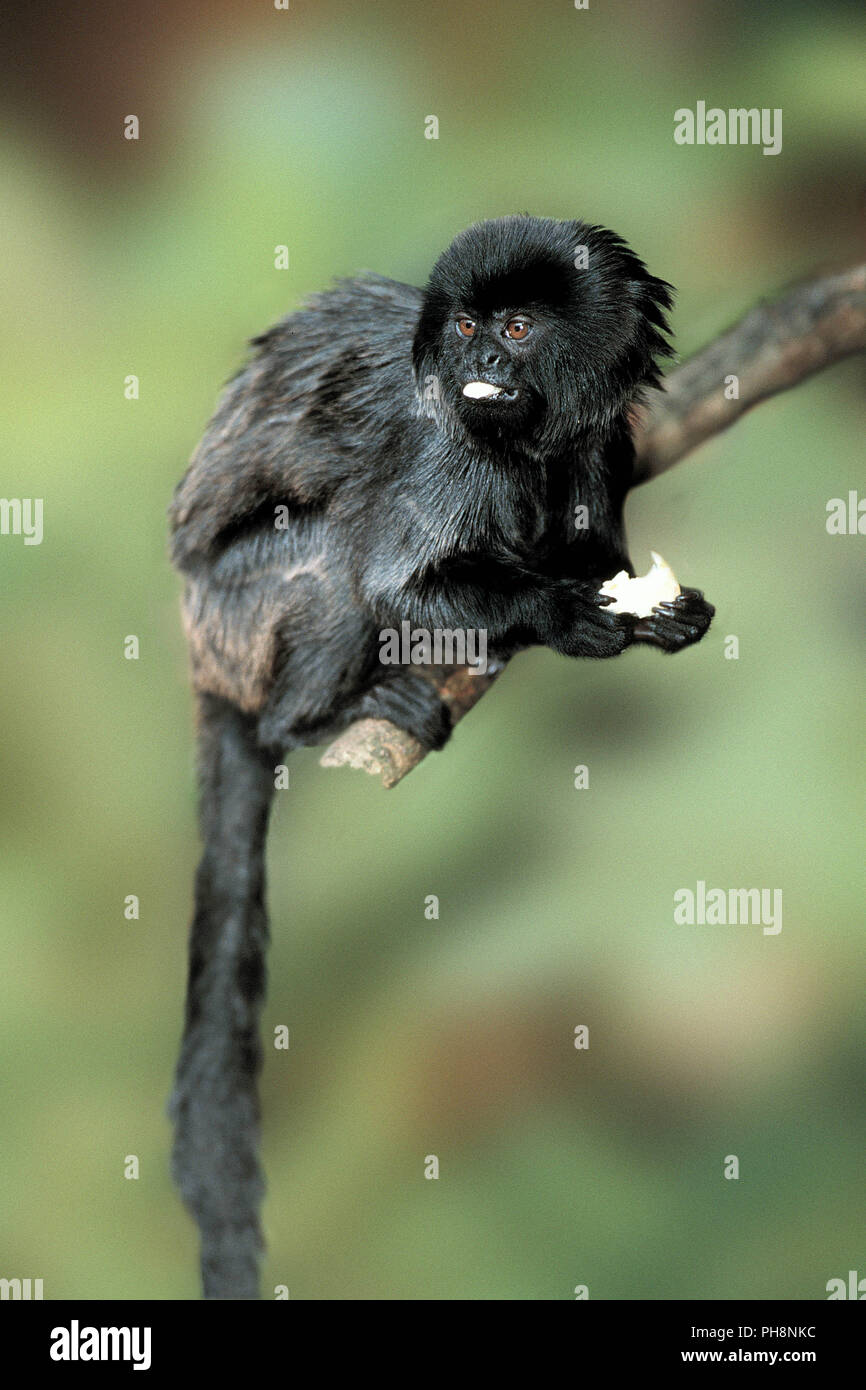 Callimico / Goeldi's Monkey / Springtamarin Stock Photo - Alamy