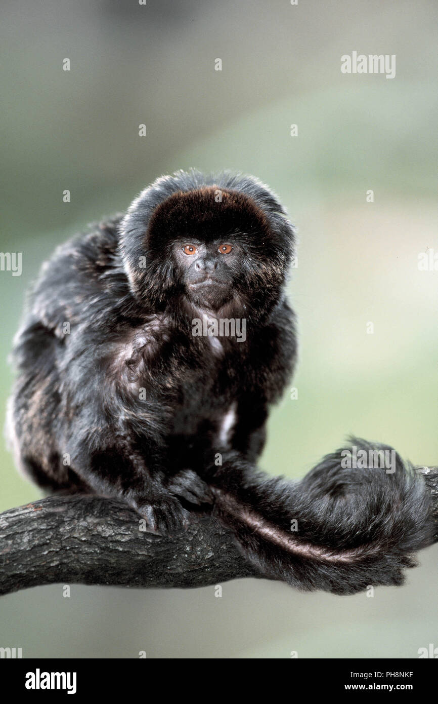 Goeldi tamarin hi-res stock photography and images - Alamy