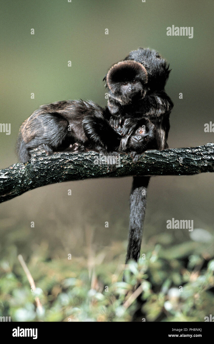 Callimico High Resolution Stock Photography and Images - Alamy