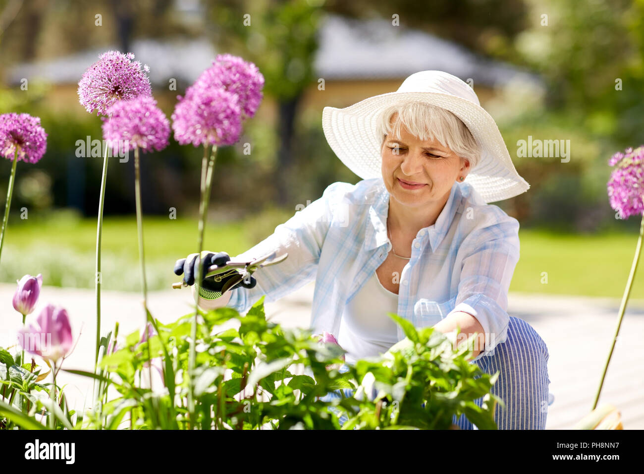 senior woman with garden pruner and allium flowers Stock Photo - Alamy