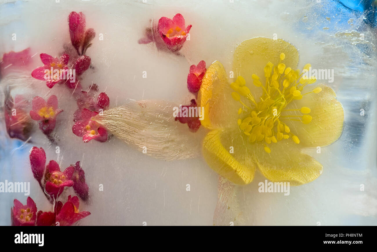 Flowers frozen in ice, art winter background Stock Photo - Alamy
