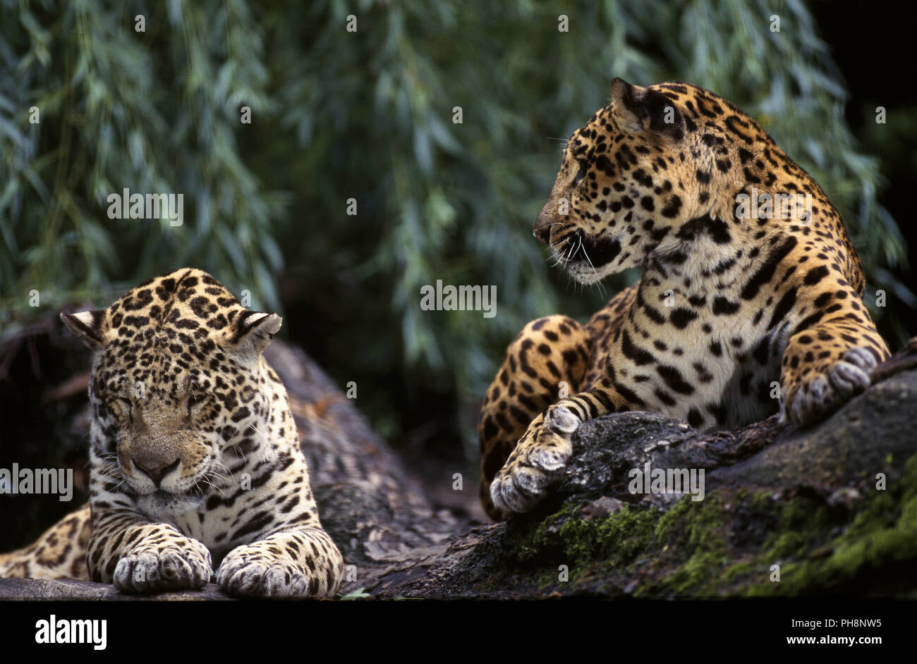 Adult jaguar panthera onca High Resolution Stock Photography and Images ...