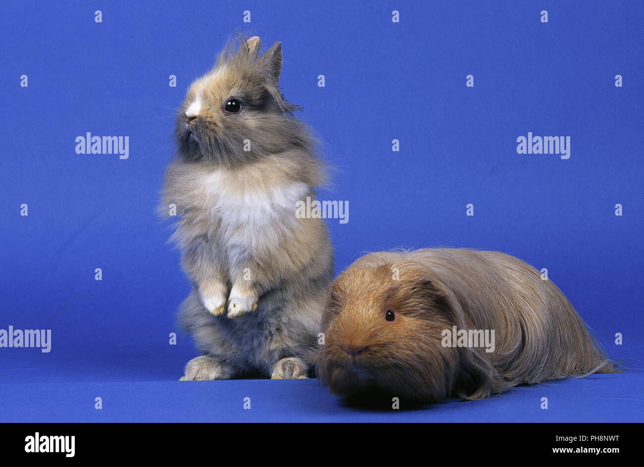 Rabbit and guinea pig hi-res stock photography and images - Alamy