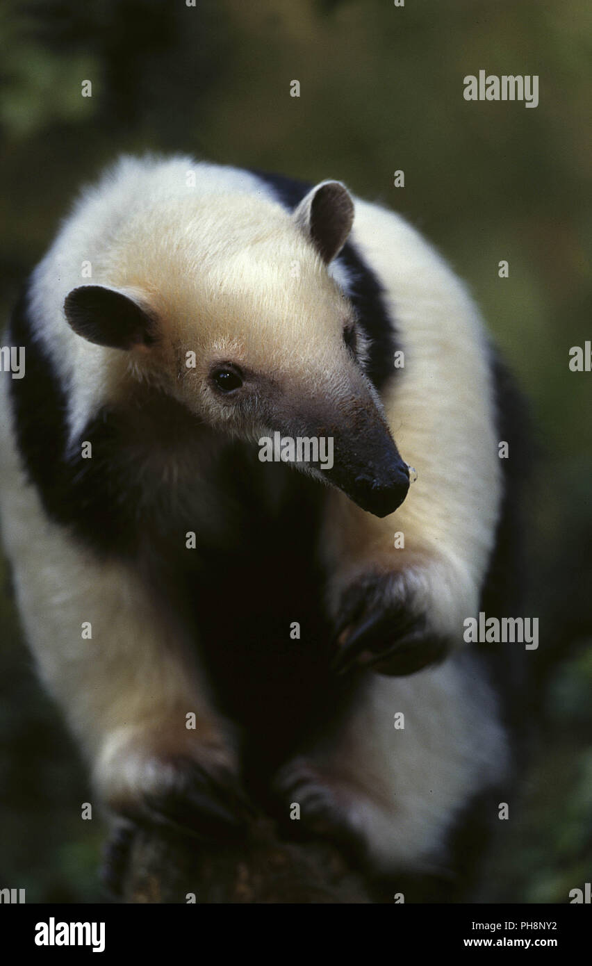 Panda Anteater