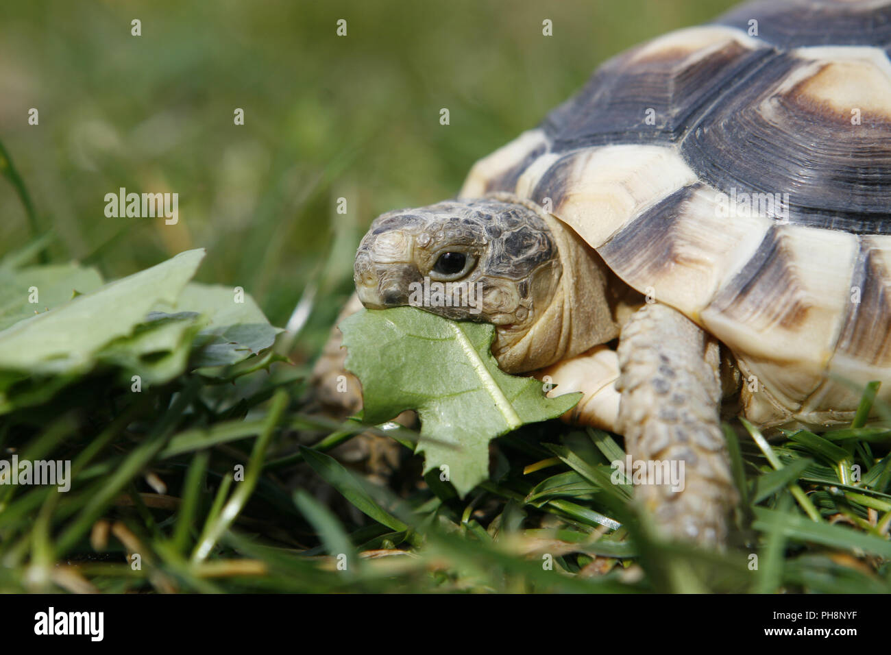 Breitrand Schildkroete, Testudo marginata, Marginated Tortoise Stock ...