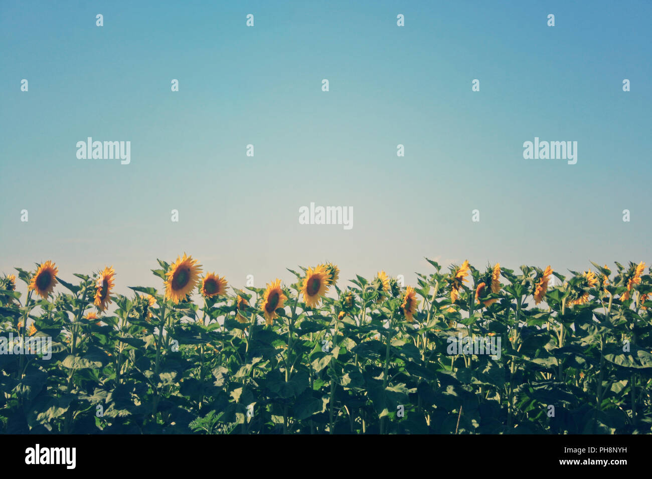 Fall sunflower field hi-res stock photography and images - Alamy