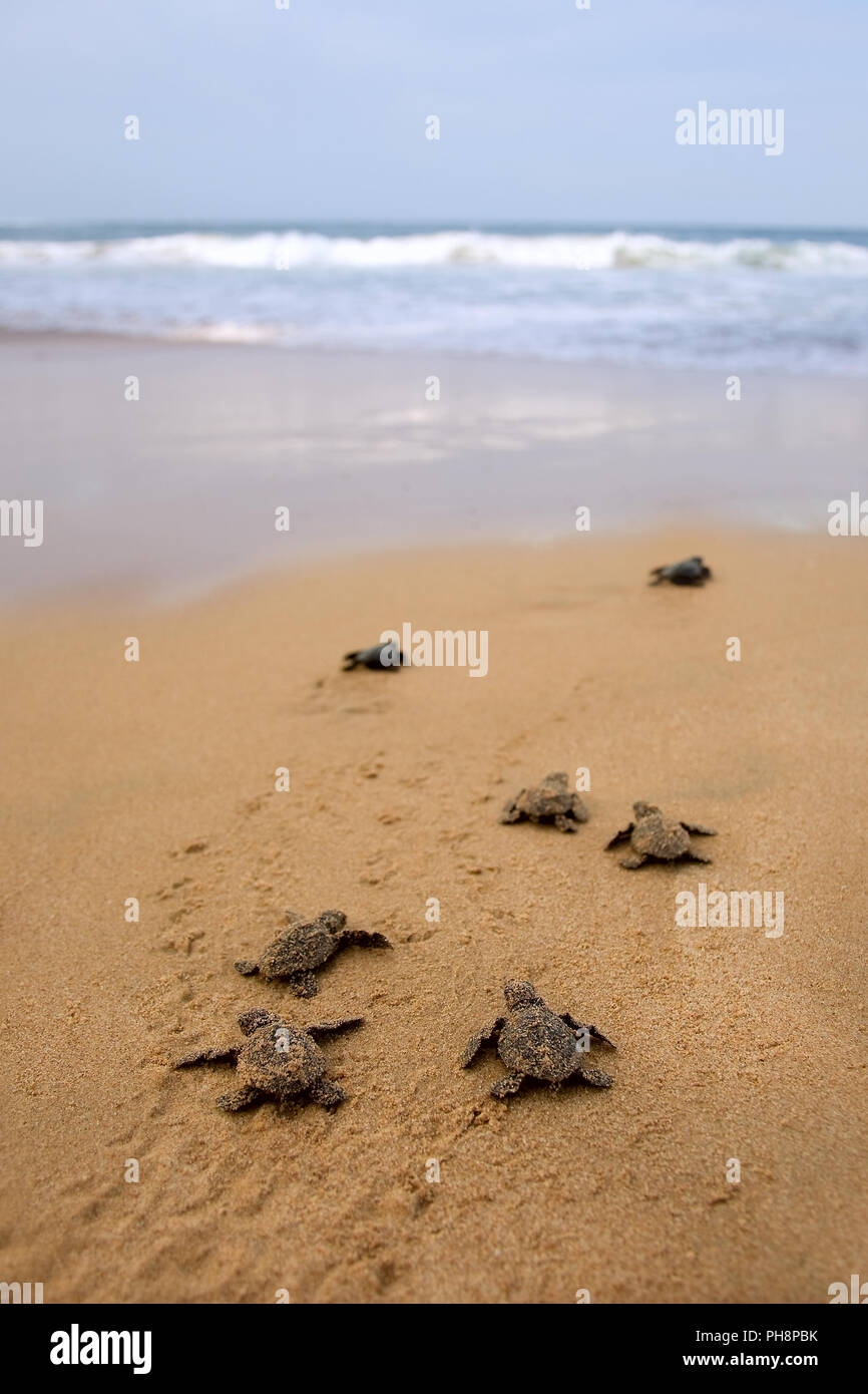 Loggerhead sea turtle emergence: the turtles emerge in a group and ...