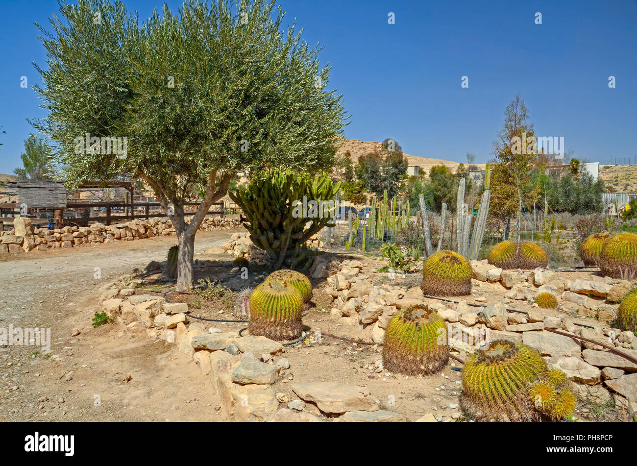 Cacti garden in the desert Stock Photo - Alamy