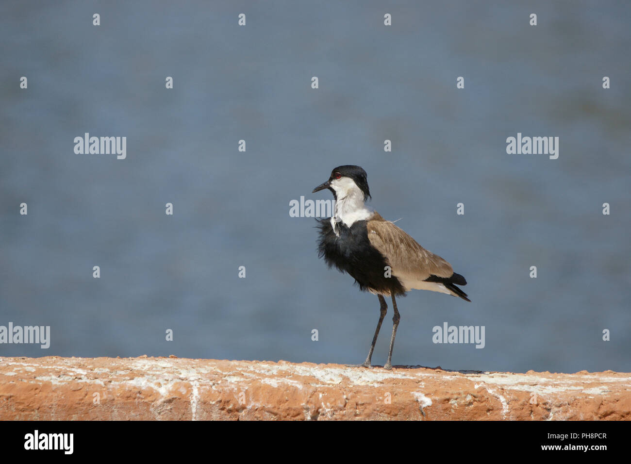 Spur-winged Lapwing (Vanellus spinosus) standing by the water ...