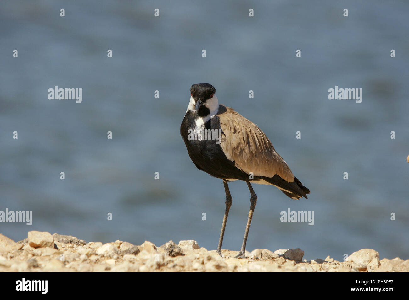 Spur-winged Lapwing (Vanellus spinosus) standing by the water ...