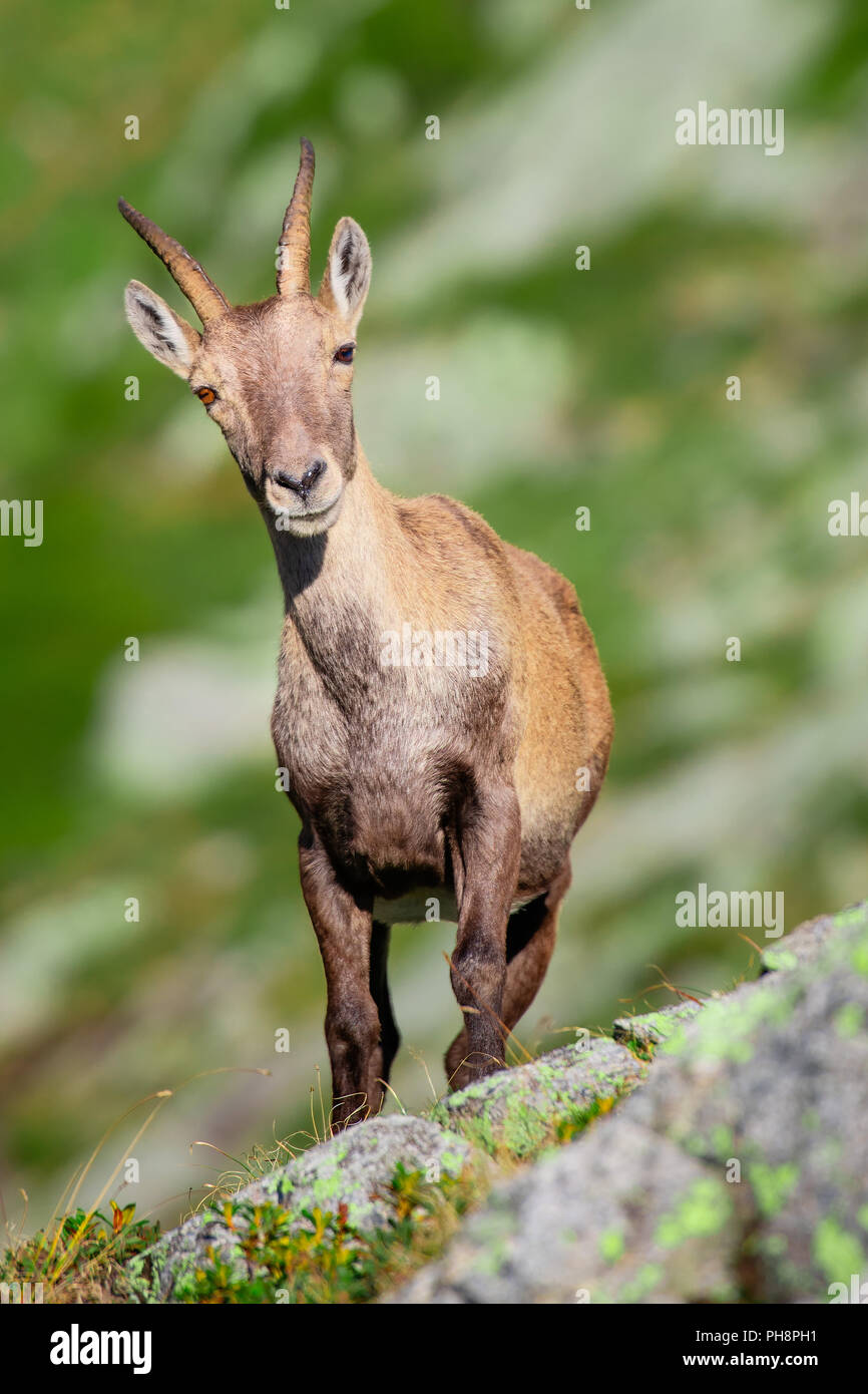 Heaven goat hi-res stock photography and images - Alamy